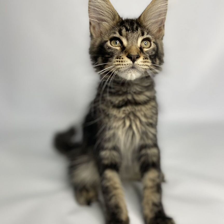 Черный принц