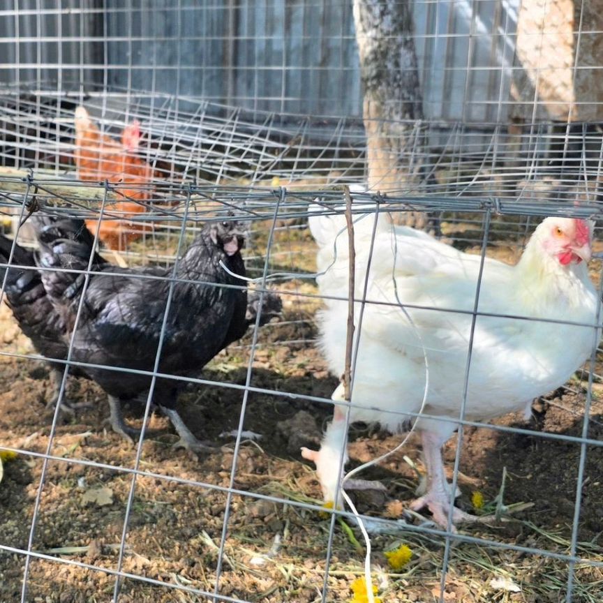 Продам Петухов Белый Маран и Ухэйюйцзи