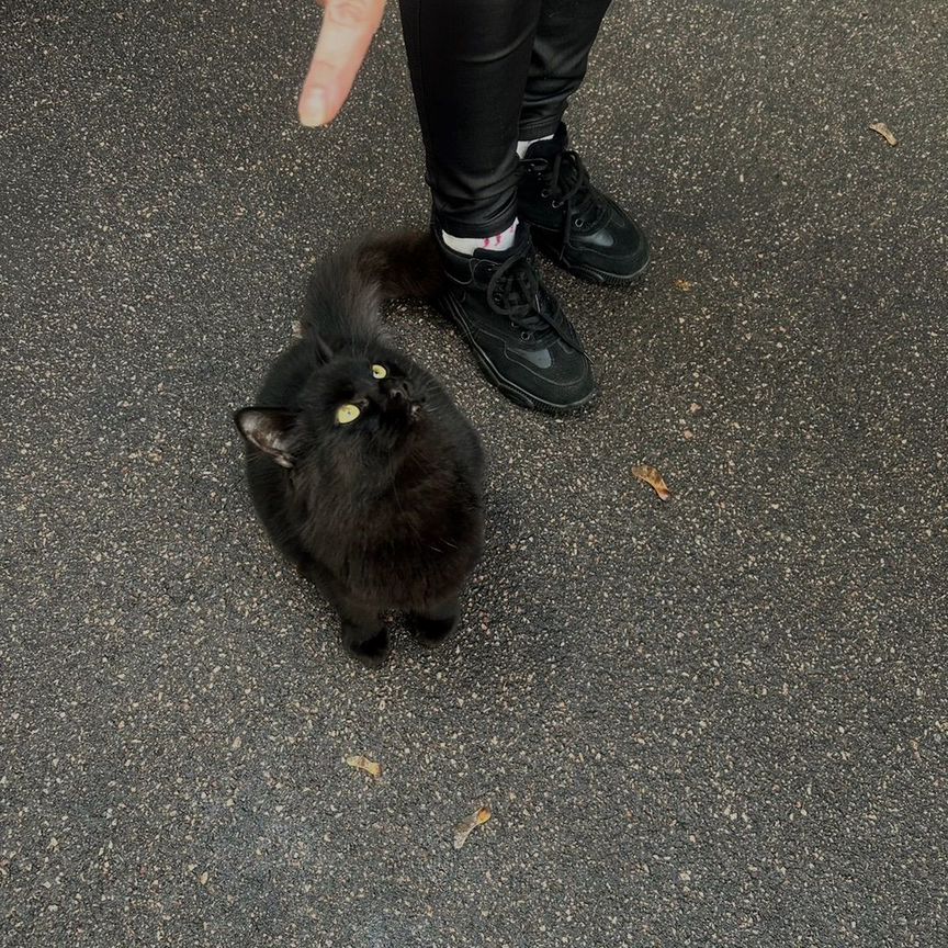 Котенок черныш