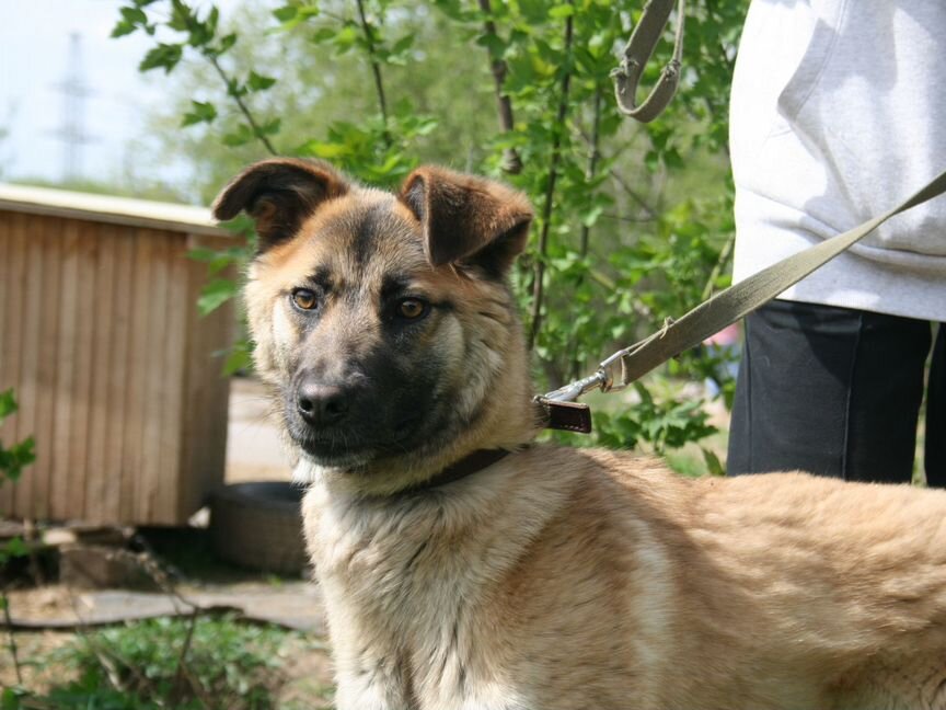 Собака в добрые руки
