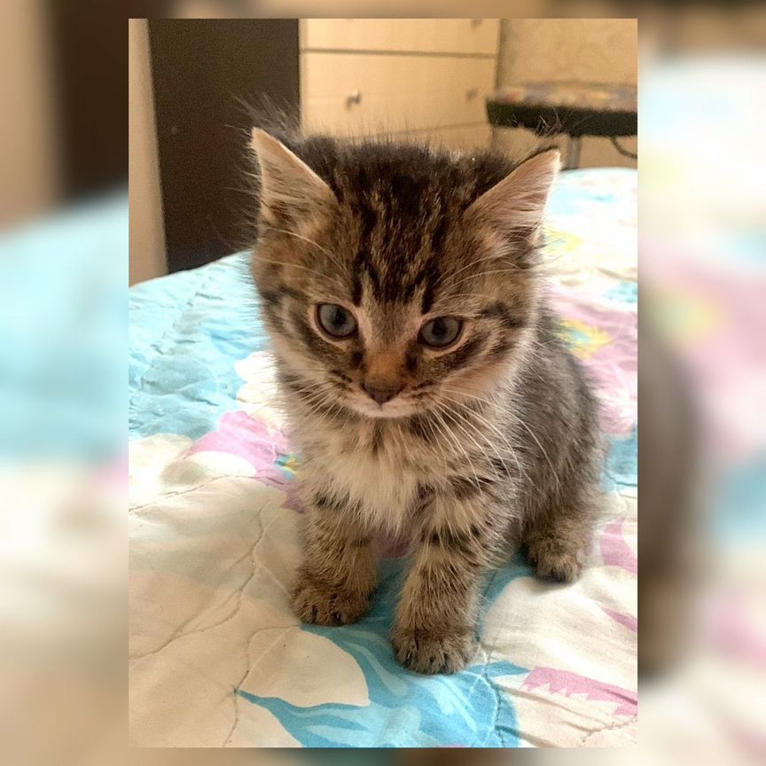 Котенок мальчик 1,5 месяц тигренок