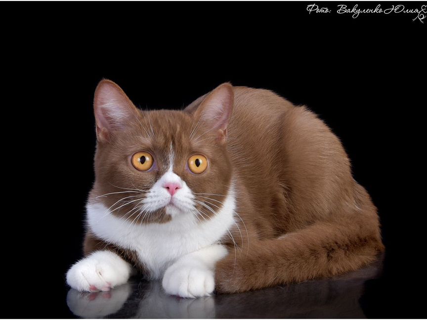 Британская кошка циннамон биколор