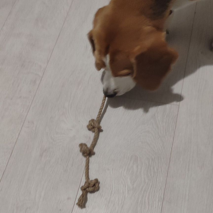 Канат для перетягивания для собак