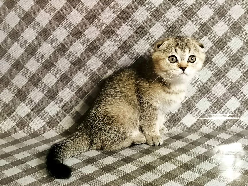 Шотландские котята