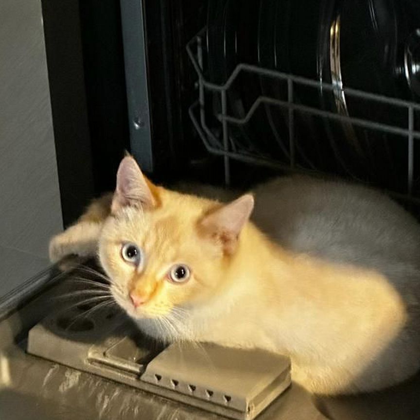 Котенок ред поинт
