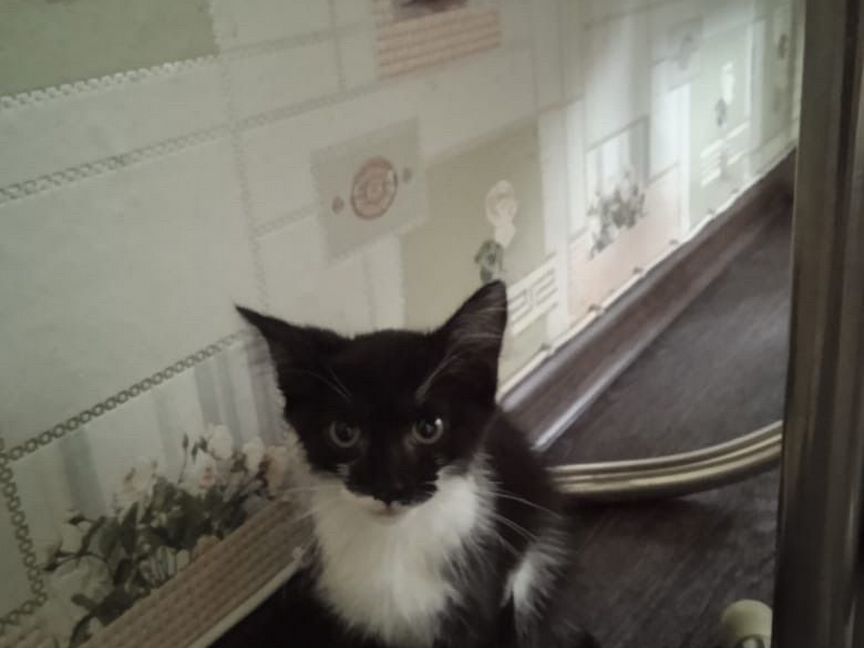 Котенок мальчик