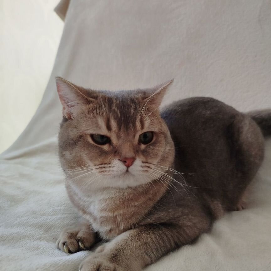 Котик для вязки