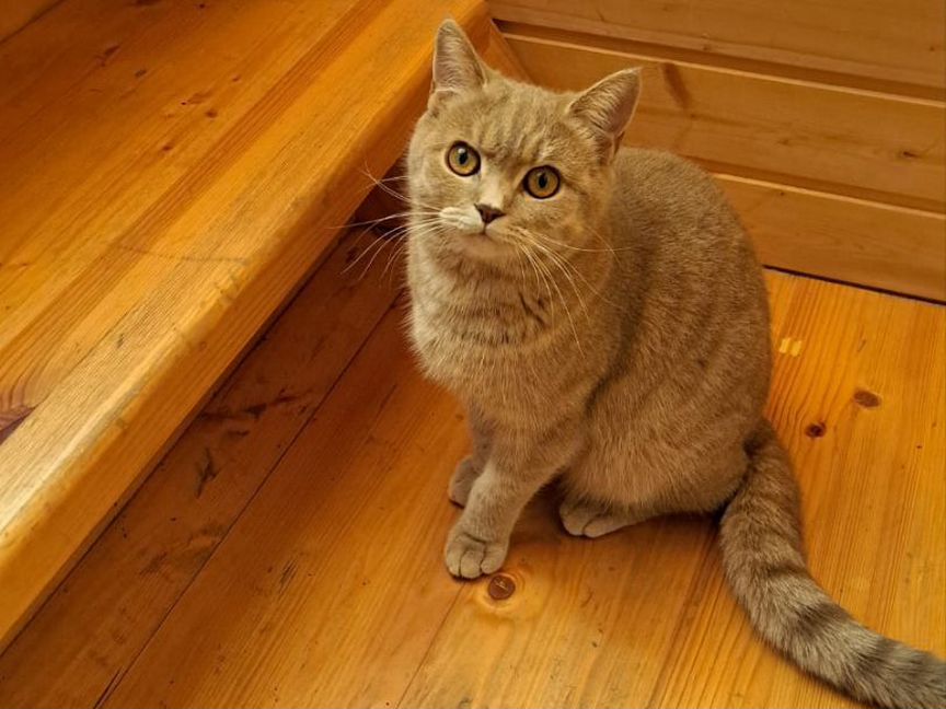 Кошка, шотландская с прямыми ушками