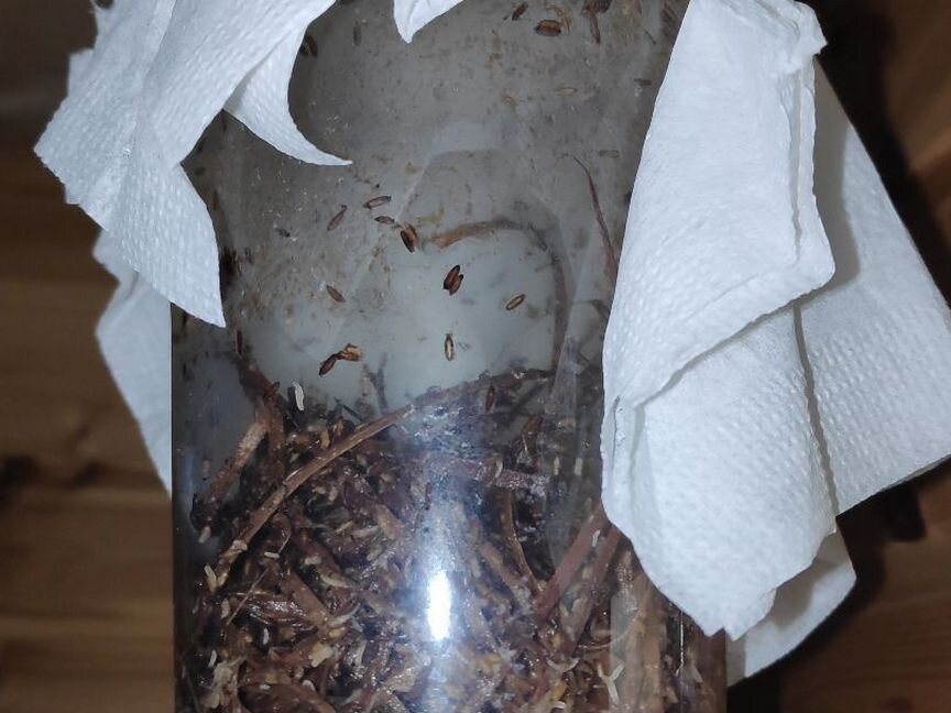 Кормовая мушка дрозофила меланогастер