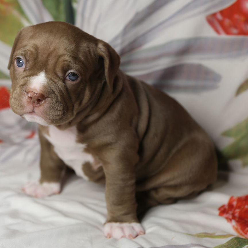 American Bully