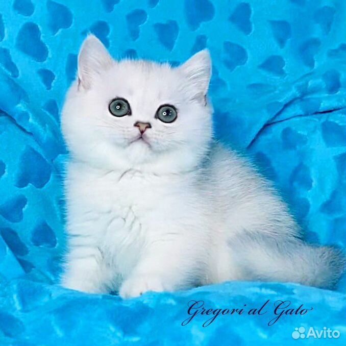 Британская шиншилла девочка Пиппа