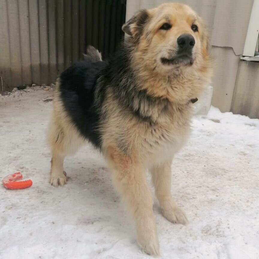 Отдам собаку овчарка. 3р