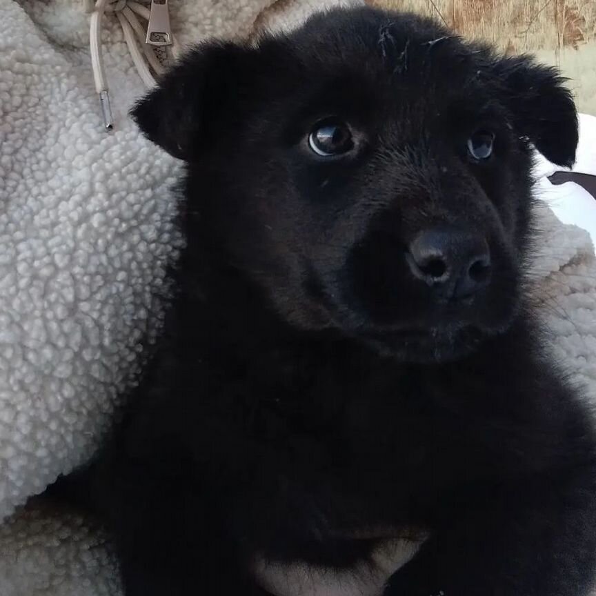 Щенок в добрые руки