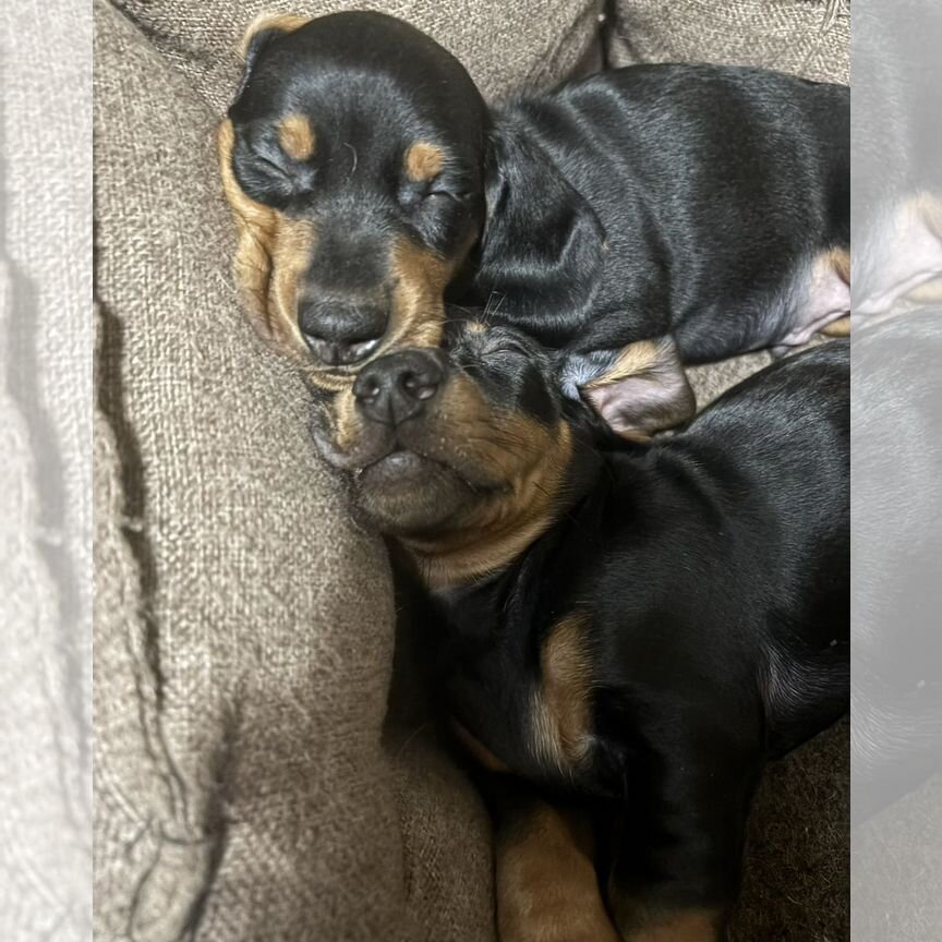 Такса, щенок