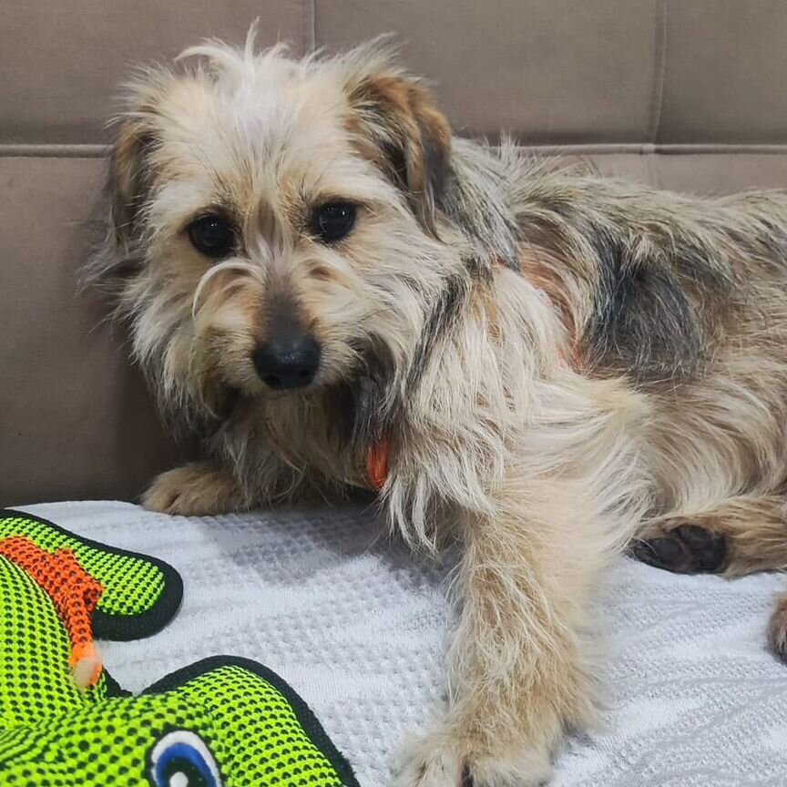 Взрослая собака в добрые руки