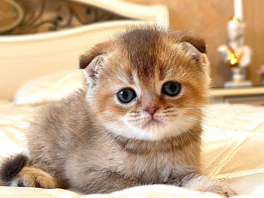 Вислоухий золотой котик 2 мес