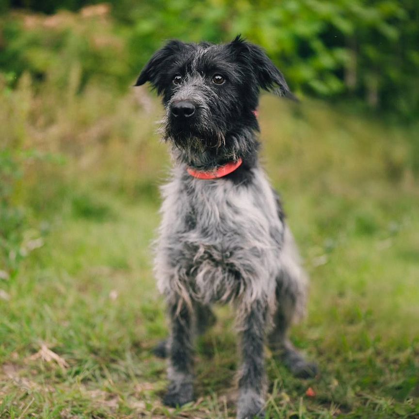 Собака в добрые руки