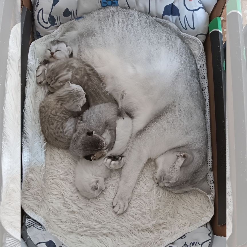 Щотландские котята
