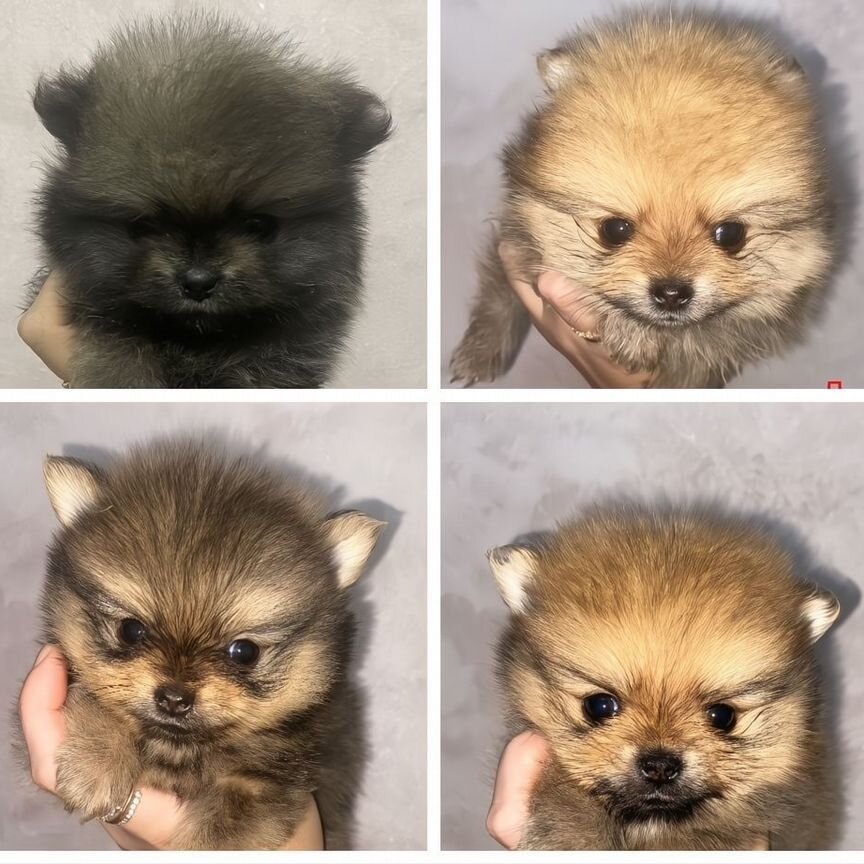 Померанский шпиц, щенок