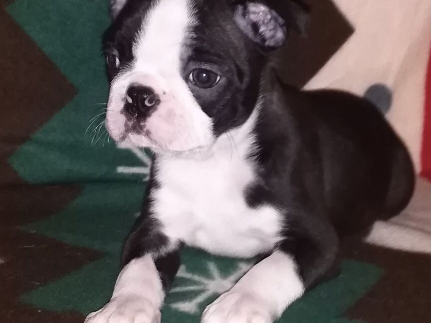 Щенки бостон терьер