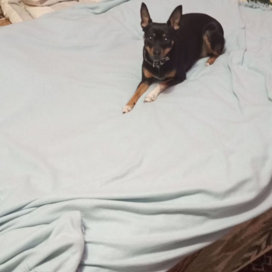 Карликовый пинчер