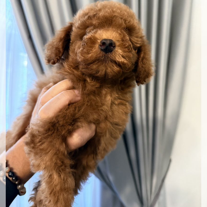 Той-пудель, щенок