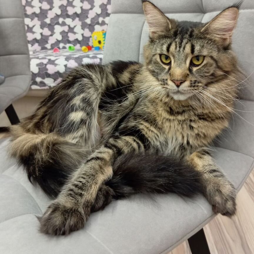 Кошка мейнкун