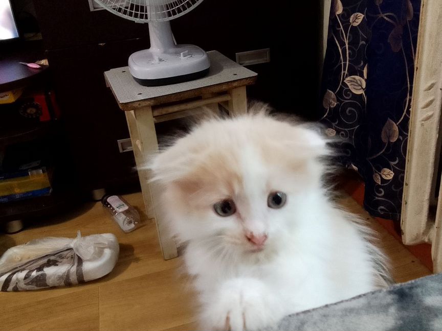 Котята в добрые руки бесплатно