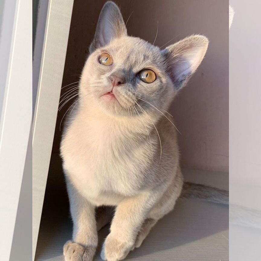 Котёнок от частного владельца