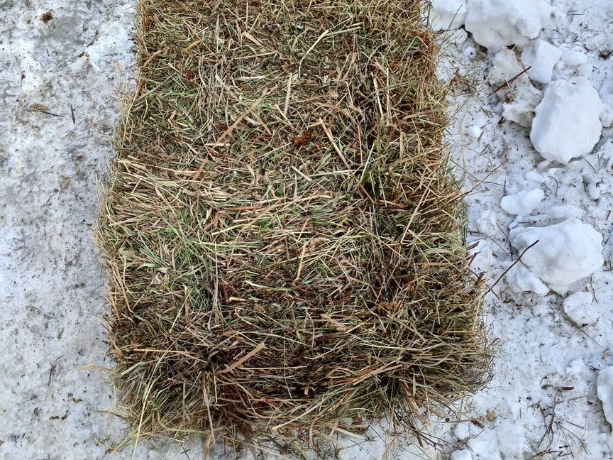 Сено в брикетах