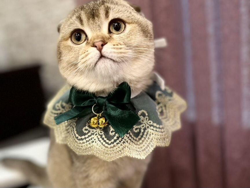 Котик Котомодель золотая шиншилла