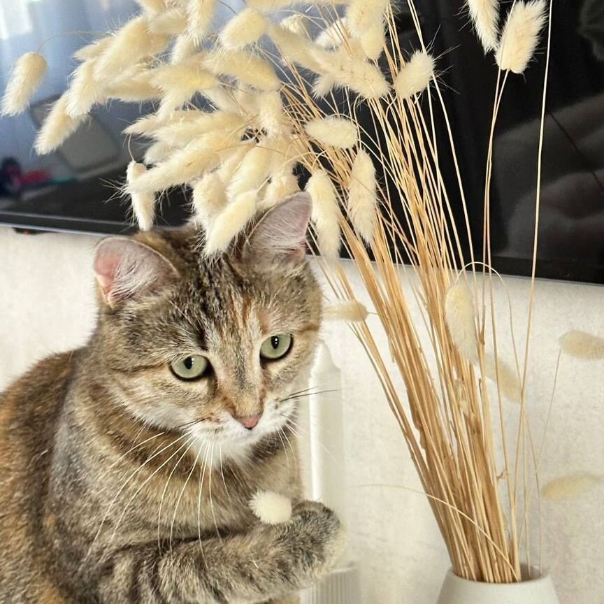 Кошка в дар