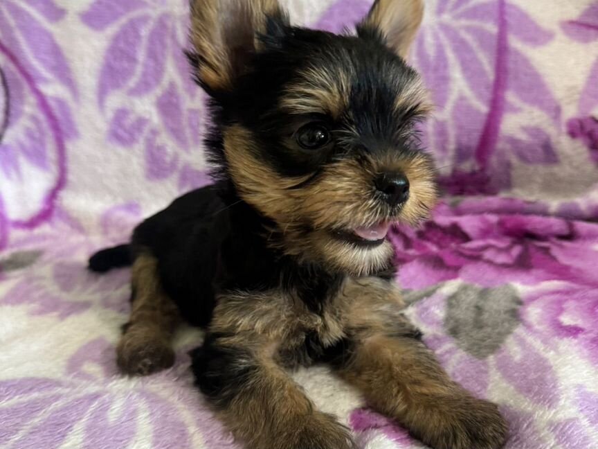 Йоркширский терьер щенки