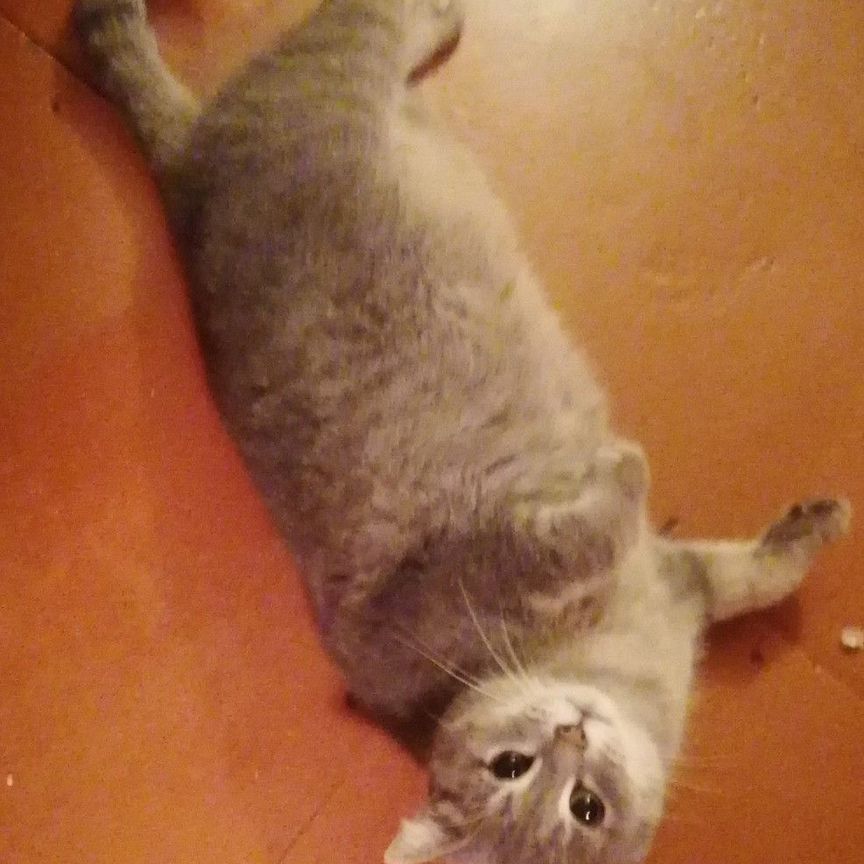 Кошка в дар