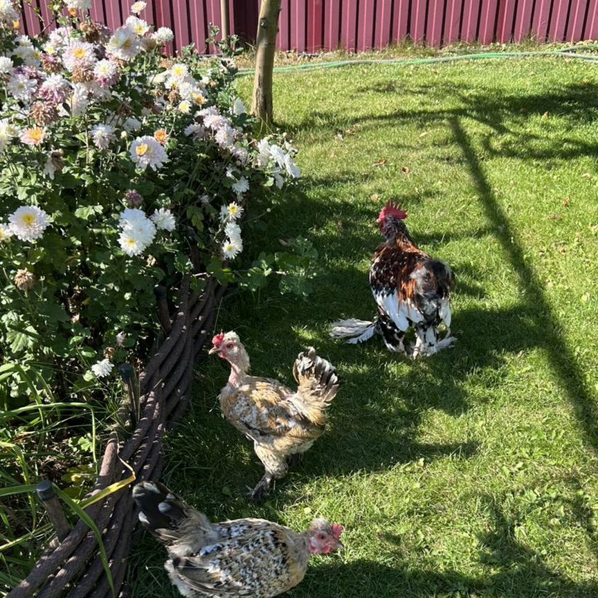 Семья бентамки