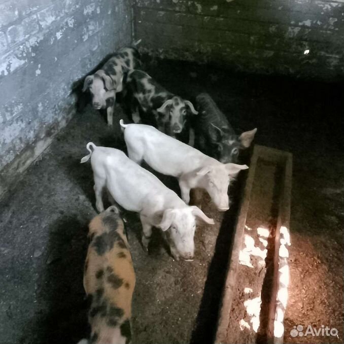 Поросенок ландрас