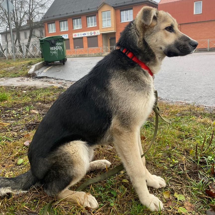 Щенок в добрые руки