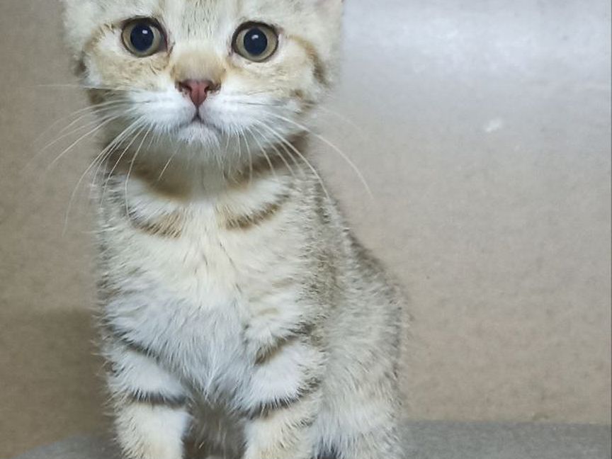 Британская