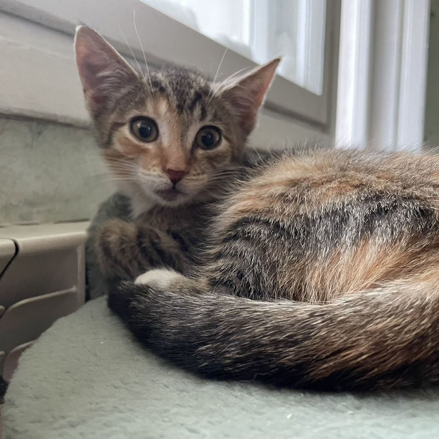 Котенок девочка в добрые руки