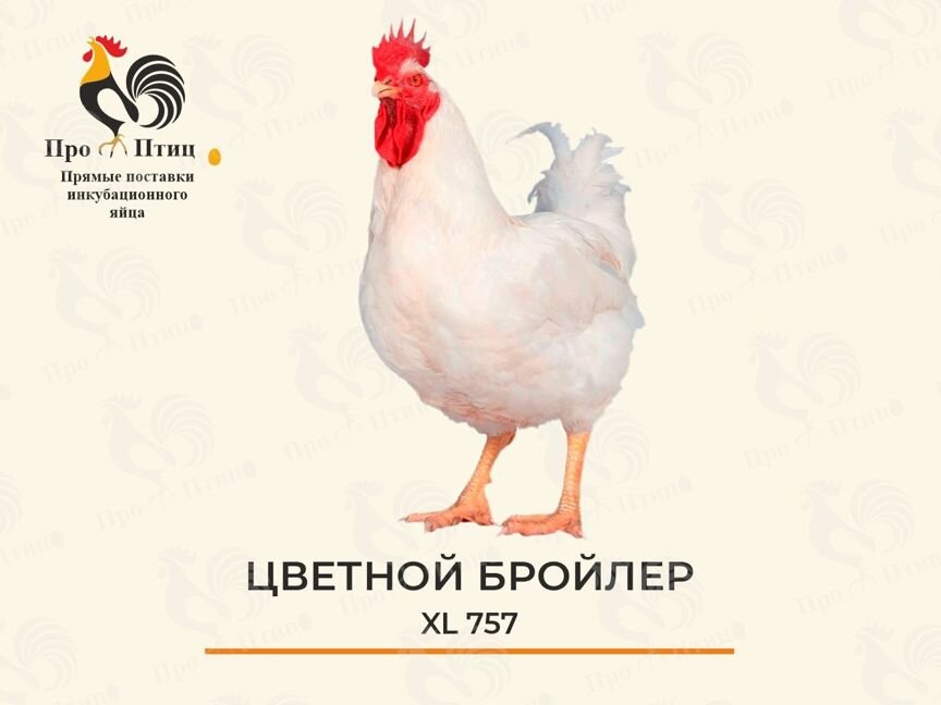 Инкубационное яйцо цветного бройлера XL-757 (Франц