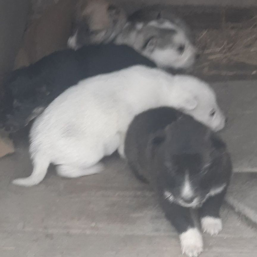 Щенок от частного владельца