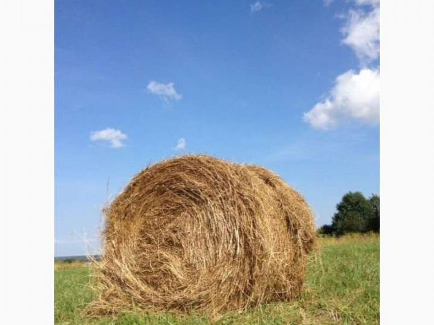 Сено в тюках