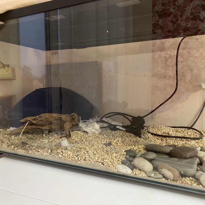 Террариум для рептилий