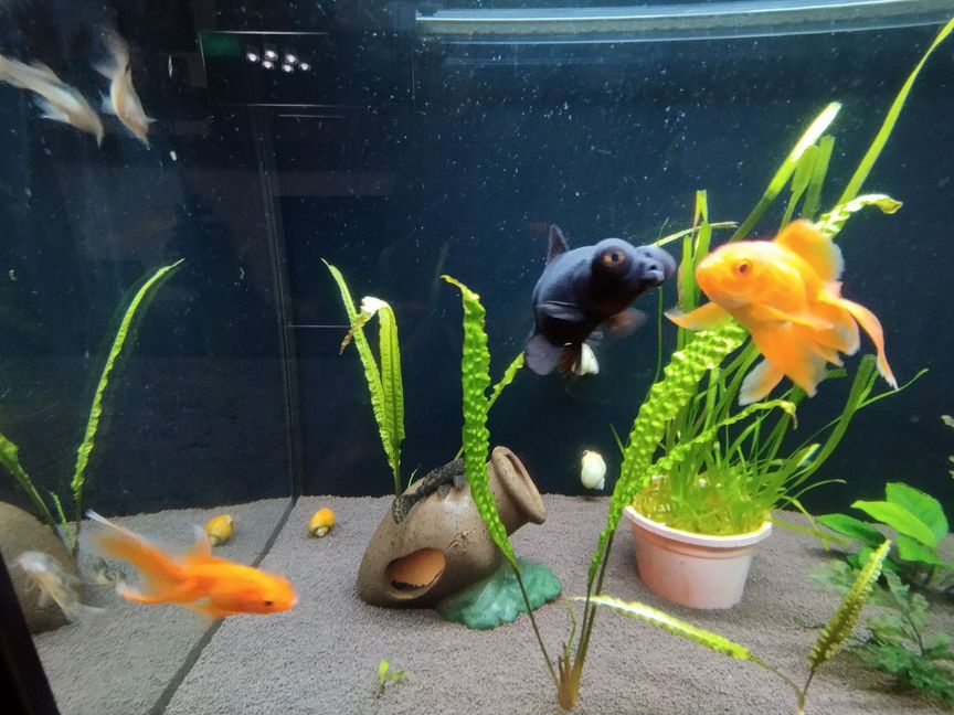 Золотые рыбки