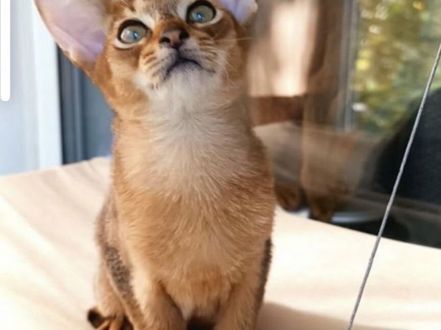 Абиссинские котята