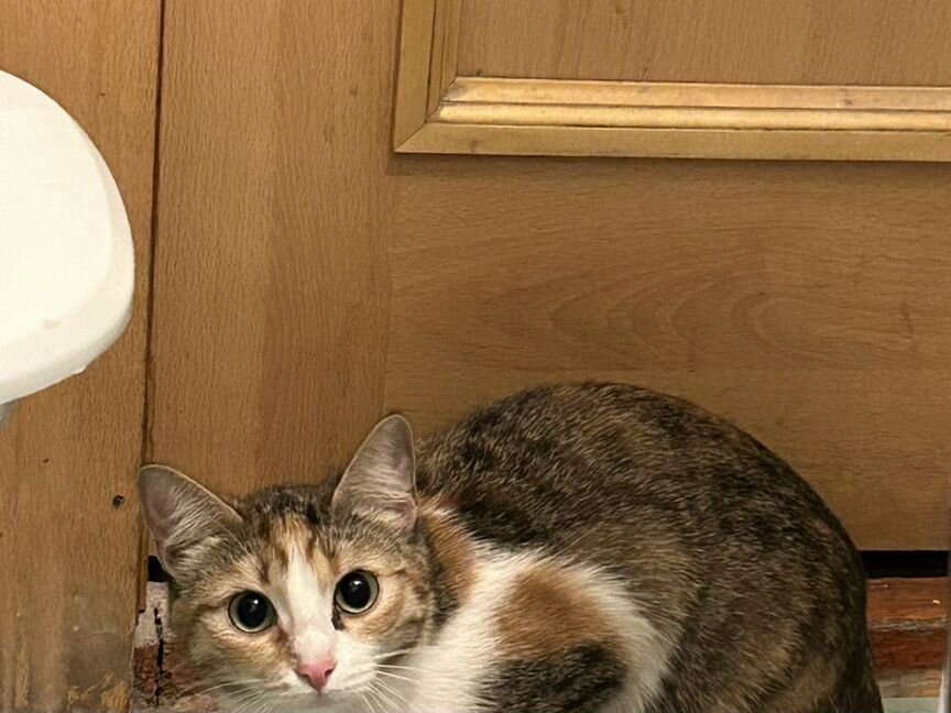 Найдена кошка с оранжевым ошейником