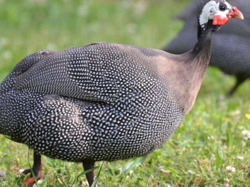 Цесарки домашние