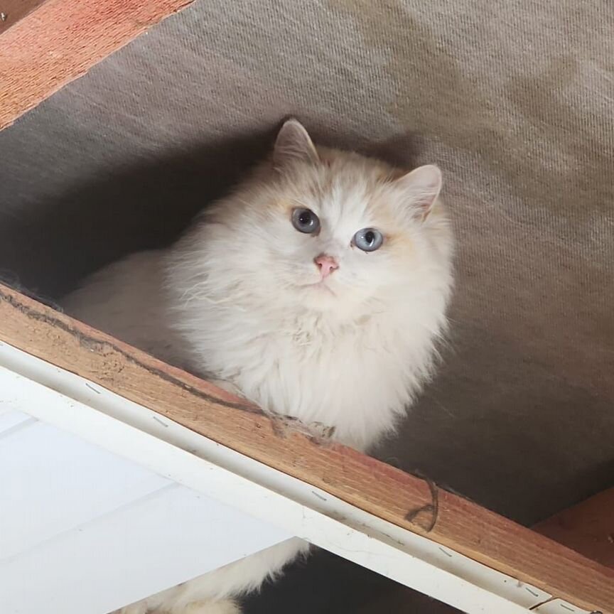 Два чудесных котика оказались на улице