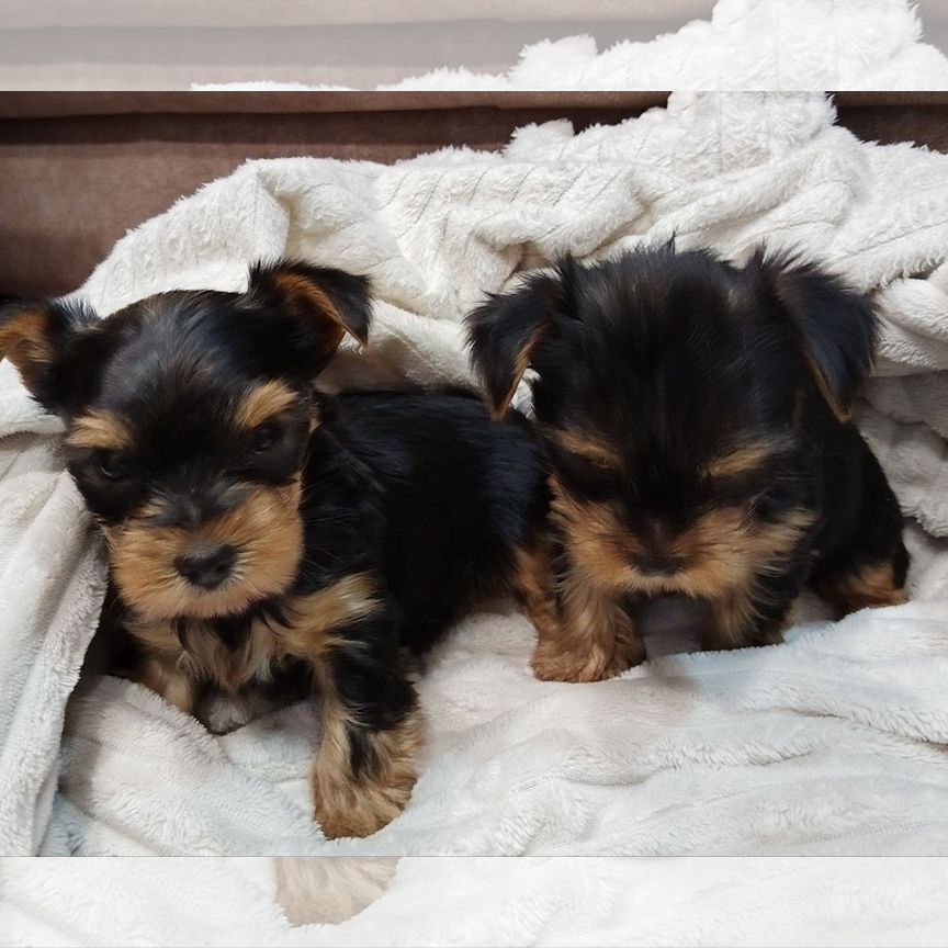 Йоркширский терьер, щенок