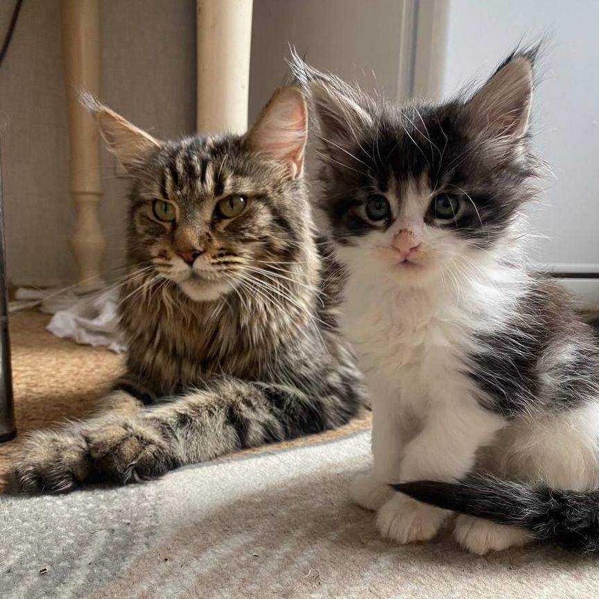 Котята майкун